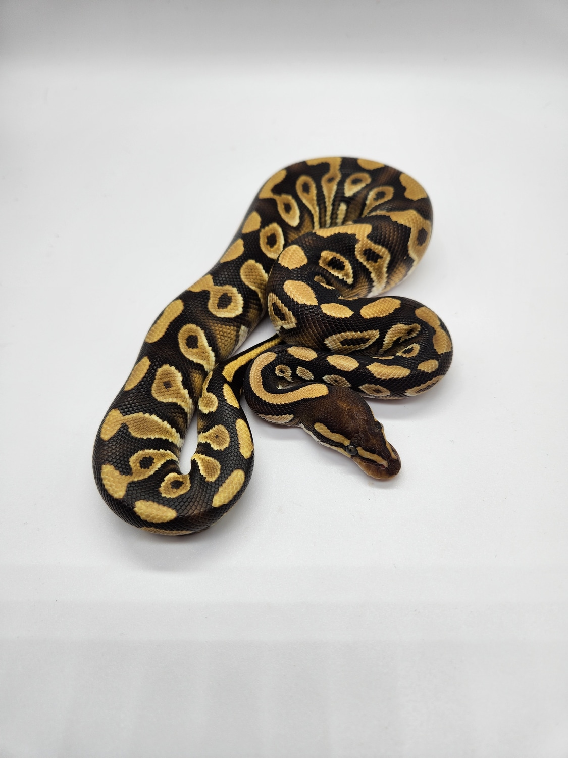 Mojave Yellow Belly 50% Het Desert Ghost 50% Het Hypo Ball Python by ...