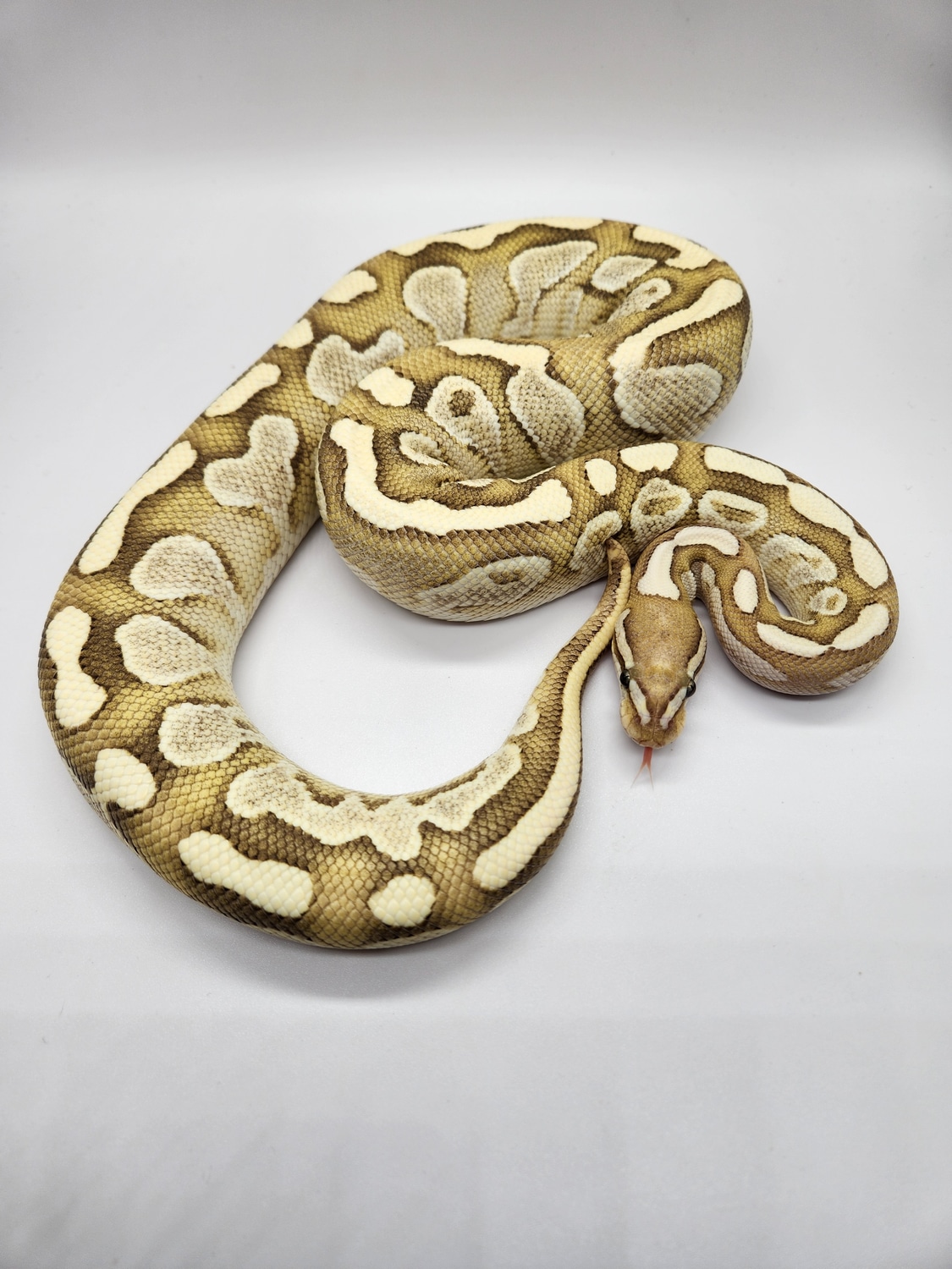 Lace Lesser 50% Het Caramel Albino 50% Het Hypo Ball Python by Gene ...