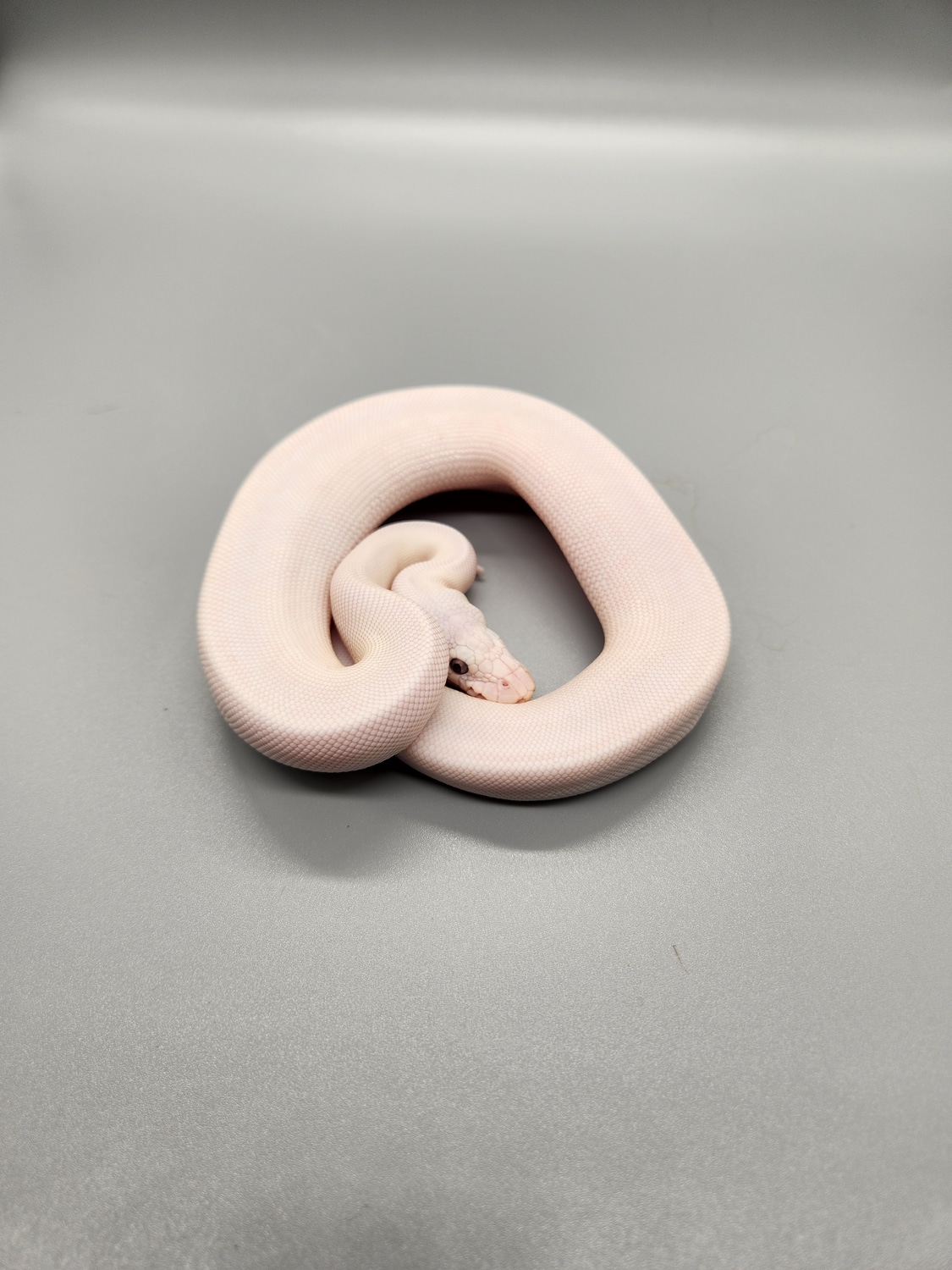 Mojave Lesser Ball Python by Gene Forge - MorphMarket