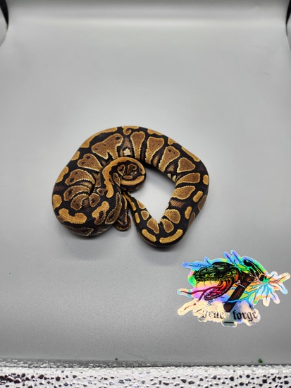 66% Het Paint Ball Python by Gene Forge