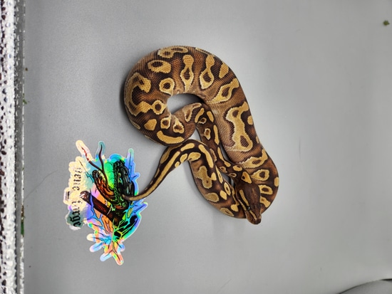Black Head Enchi Mystic Red Gene Ball Python by Gene Forge