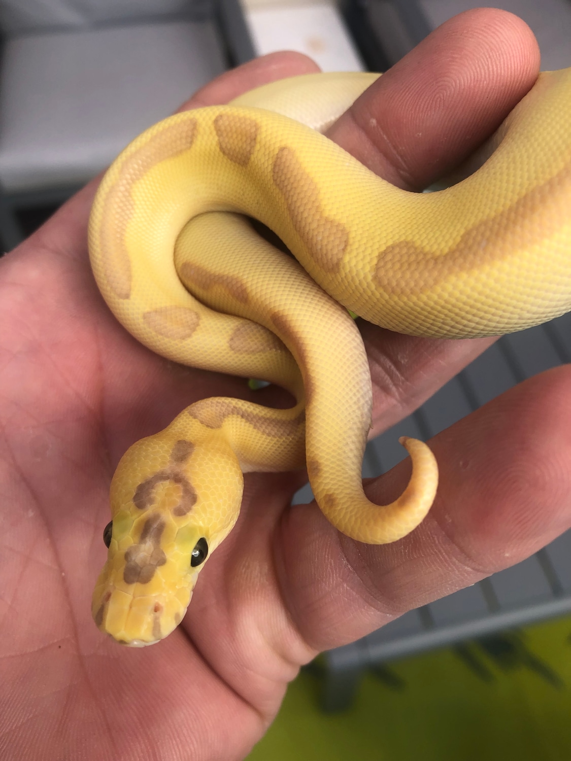 Banana Lesser Enchi Blade Clown Ball Python by Gene Genie reptiles ...