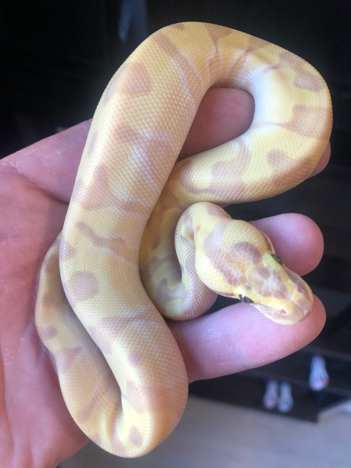 Lesser Banana Enchi/super Enchi Poss Pastel 100% Het Clown Ball Python ...