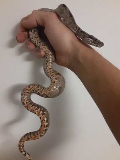 Firebelly Boa (Female) Boa Constrictor by Gene's Reptile