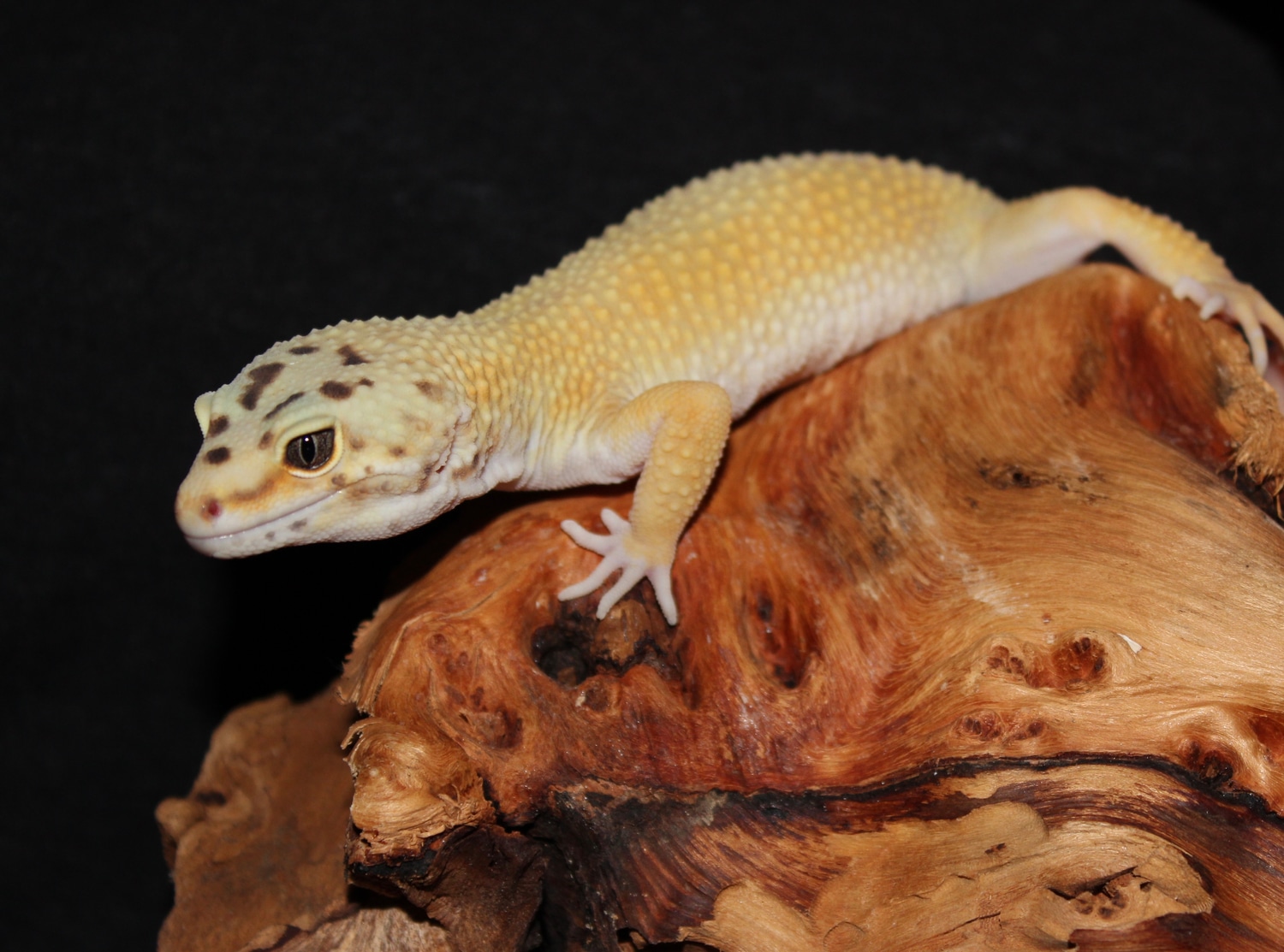 High Yellow Leopard Gecko by Genesis 1 Geckos - MorphMarket