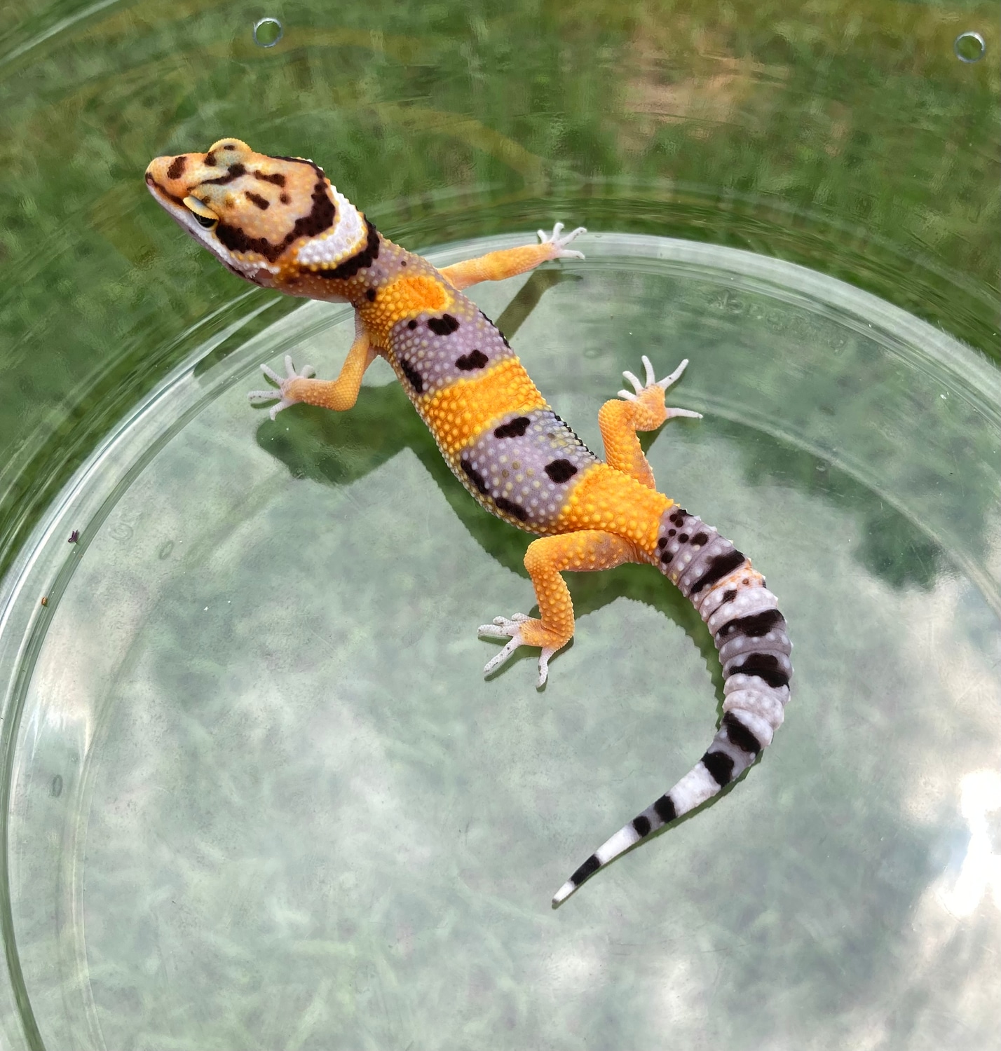 Tangerine 100% Het Tremper TSM Leopard Gecko by Genesis 1 Geckos ...