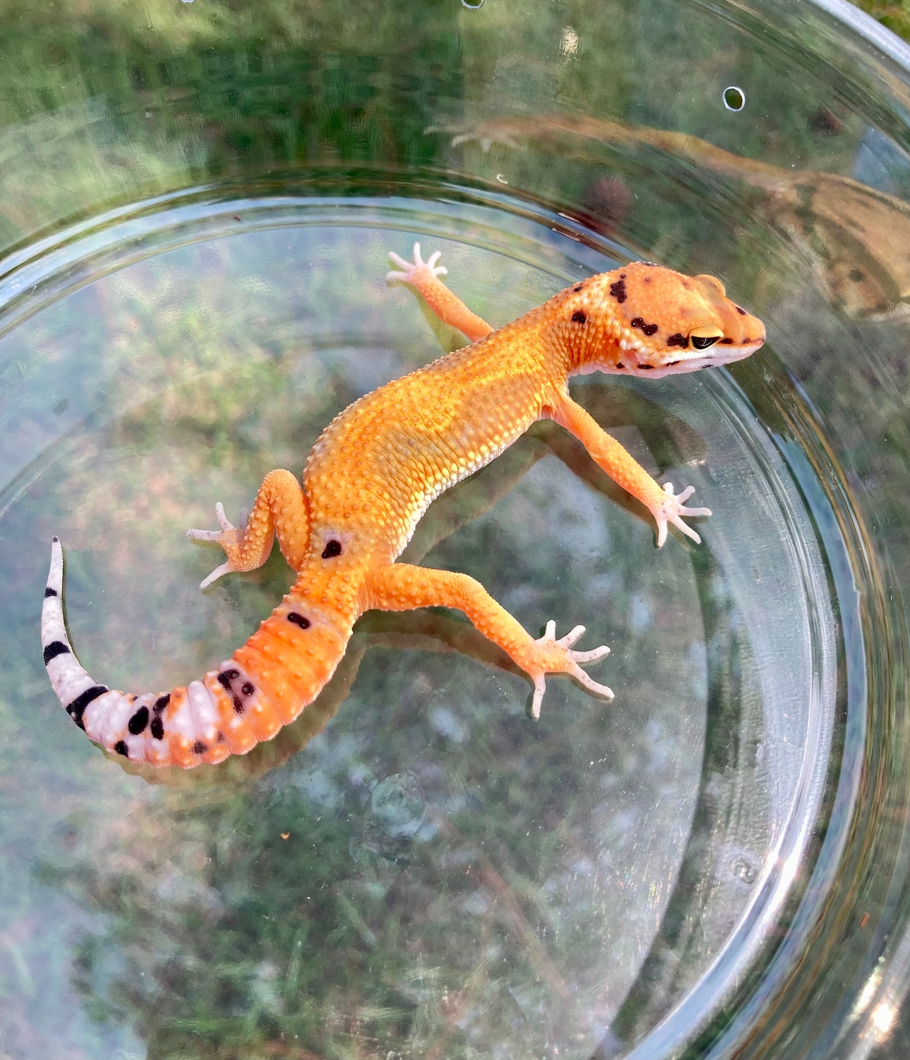 Tangerine 100 % Het Tremper Albino Leopard Gecko by Genesis 1 Geckos ...