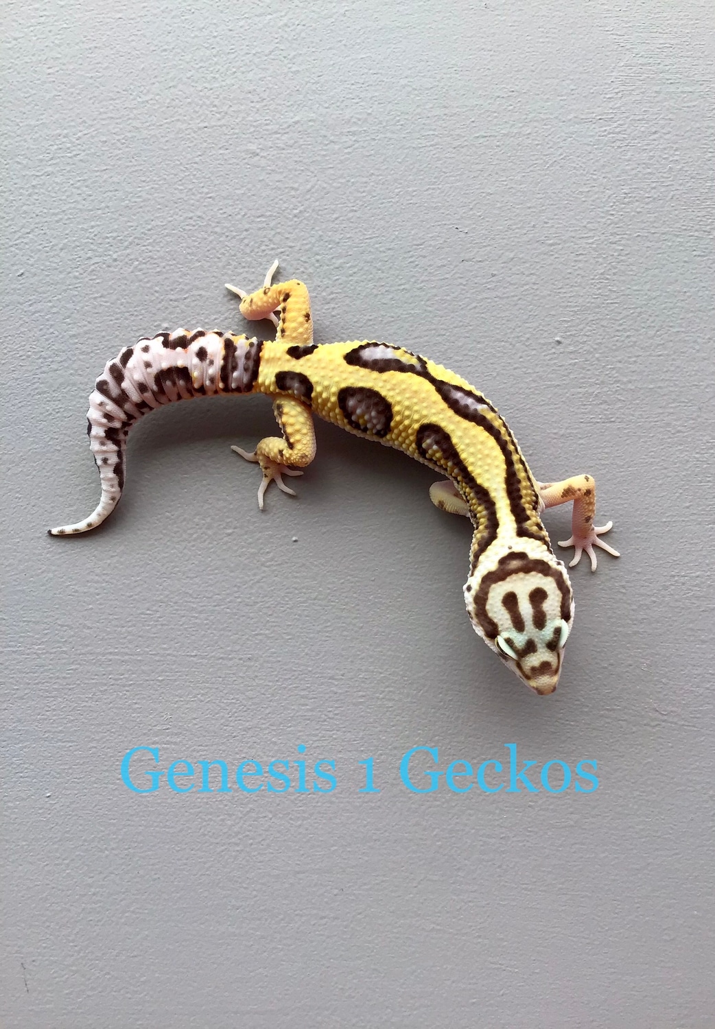 ️FREE SHIPPING ️ Mack Snow Bold Stripe Leopard Gecko by Genesis 1 ...