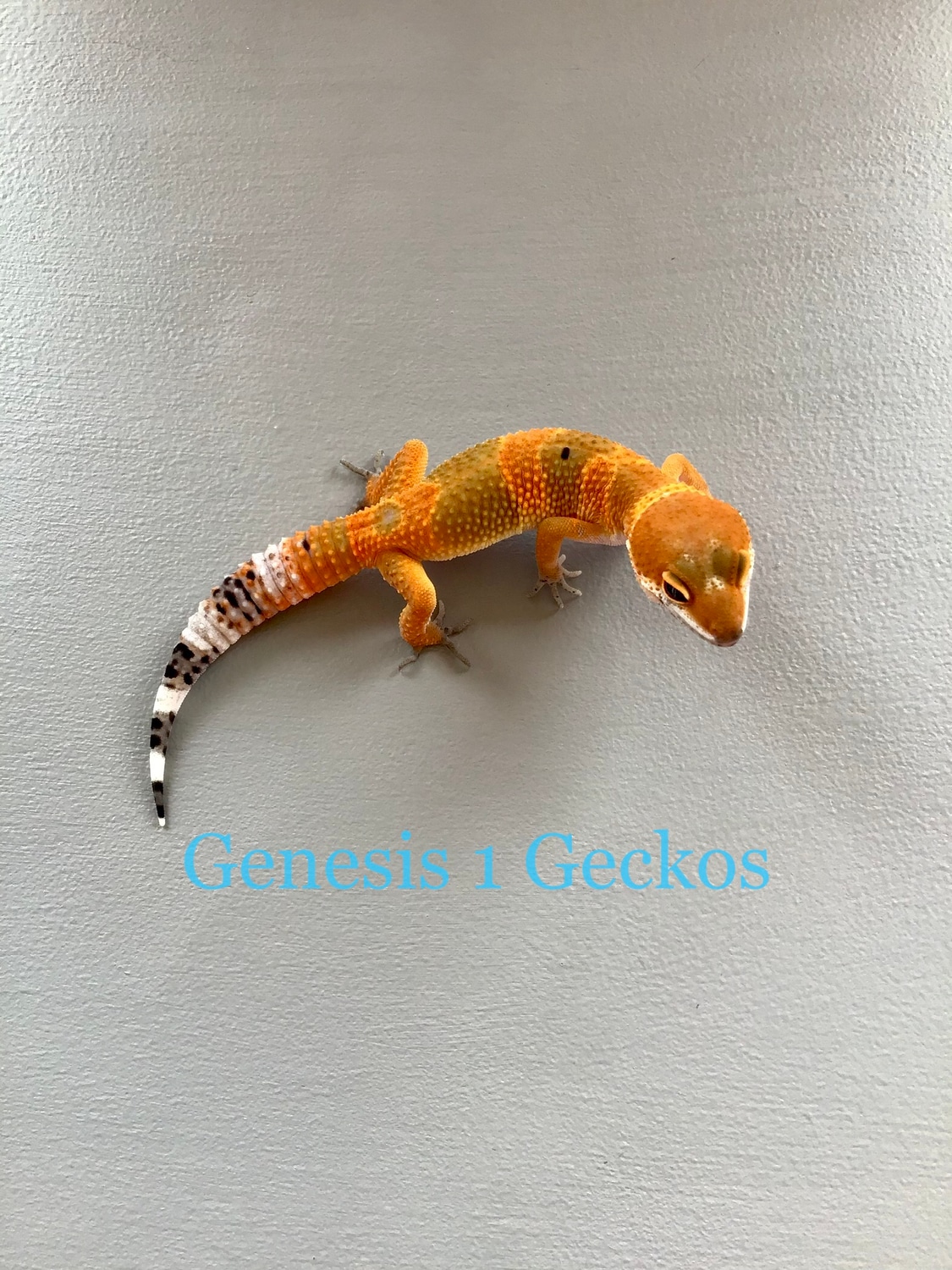 ️FREE SHIPPING ️ Blood 100% Het Tremper Albino Leopard Gecko by Genesis 1 Geckos - MorphMarket