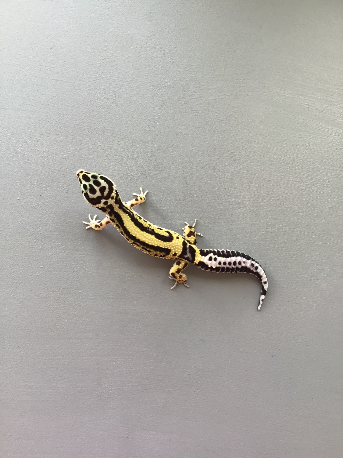 Bold Stripe, Pos. Het Tremper Albino Leopard Gecko by Genesis 1 Geckos ...