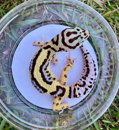 Mack Snow Bold Stripe Leopard Gecko by Genesis 1 Geckos