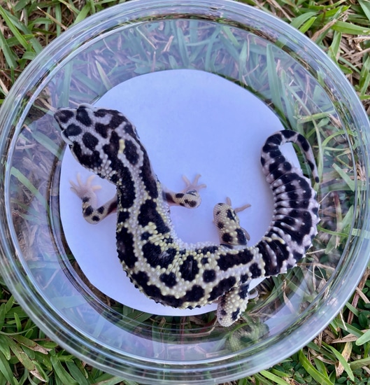 Mack Snow, Pos. Het Raptor Leopard Gecko by Genesis 1 Geckos