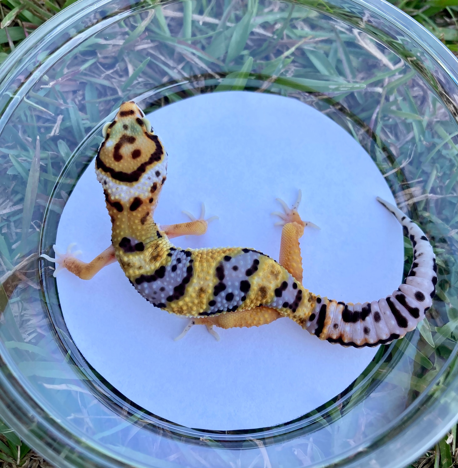 100% Het Tremper Albino, Pos. Emerine Leopard Gecko by Genesis 1 Geckos ...