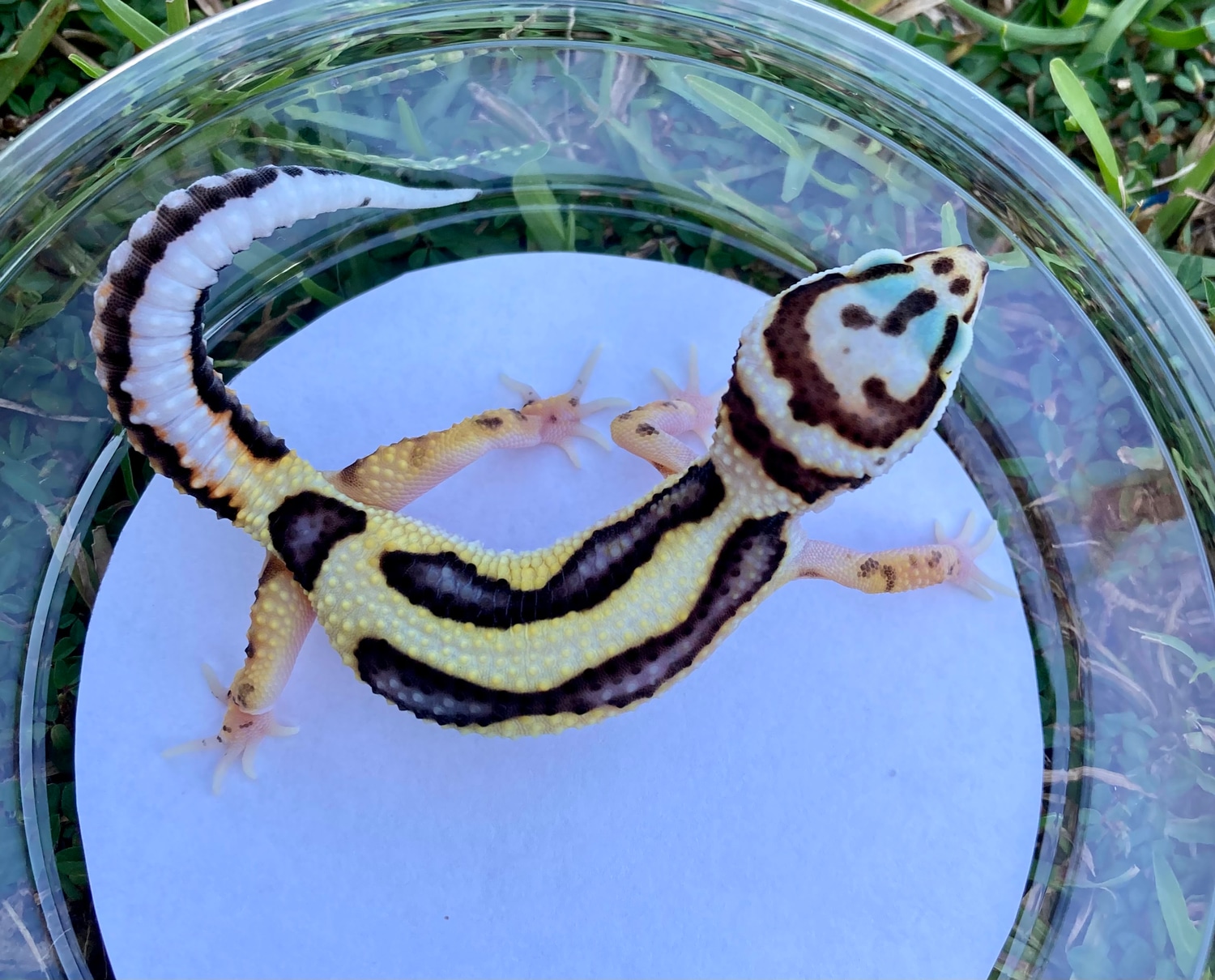 Bold Stripe, Pos. Mack Snow Leopard Gecko by Genesis 1 Geckos - MorphMarket