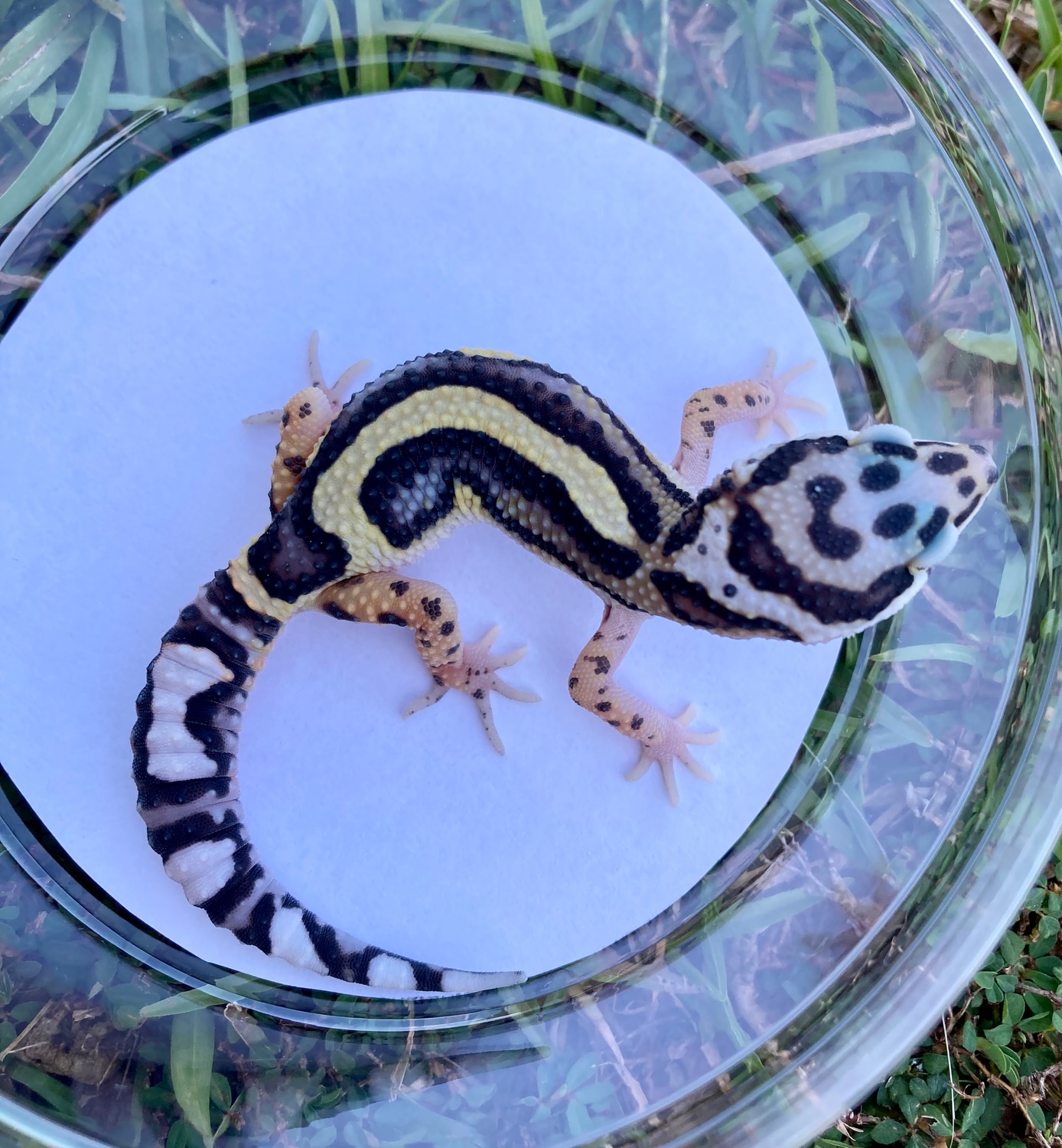 Bold Stripe, Pos. Mack Snow Leopard Gecko by Genesis 1 Geckos - MorphMarket