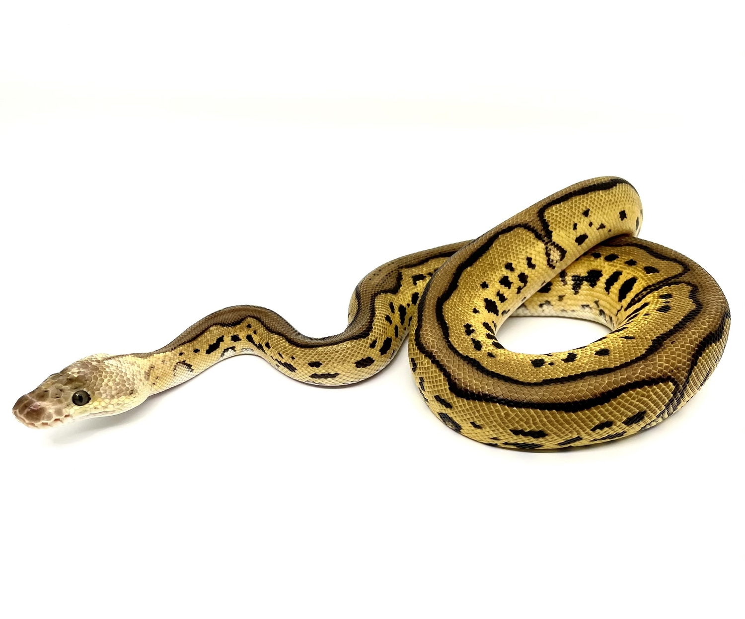 Leopard Pastel Clown Ball Python by Genesis Reptiles - MorphMarket