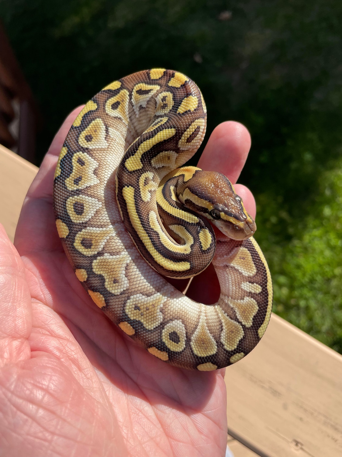 Lesser Het Clown Ball Python by Genesis Reptiles - MorphMarket