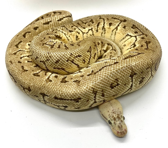 Lemonblast Yellowbelly Crypton Het DG Ball Python by Genesis Reptiles