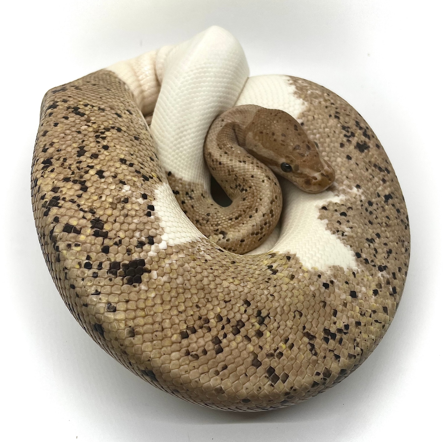 Banana Pied (Proven Breeder)