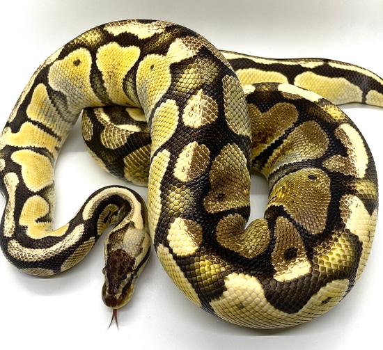 Firefly Het Desert Ghost 66% Het Hypo Ball Python by Genesis Reptiles