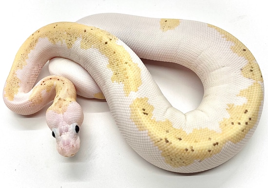 Super Fire Ball Python by Genesis Reptiles