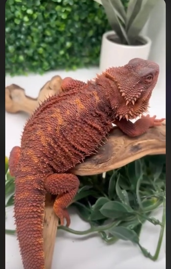 %100 Red Monster Hypo Het Trans Female Central Bearded Dragon by ...