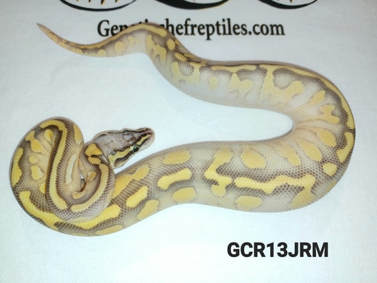 PASTEL FREEWAY LESSER ENCHI Ghi Ball Python by Genetic Chef Reptiles llc