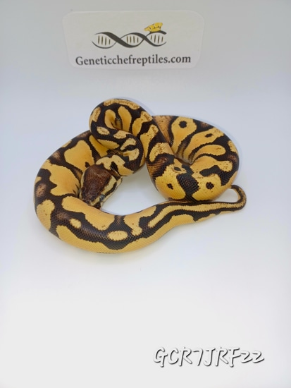 Enchi Pastel Orange Dream Yellow Belly Ball Python by Genetic Chef ...
