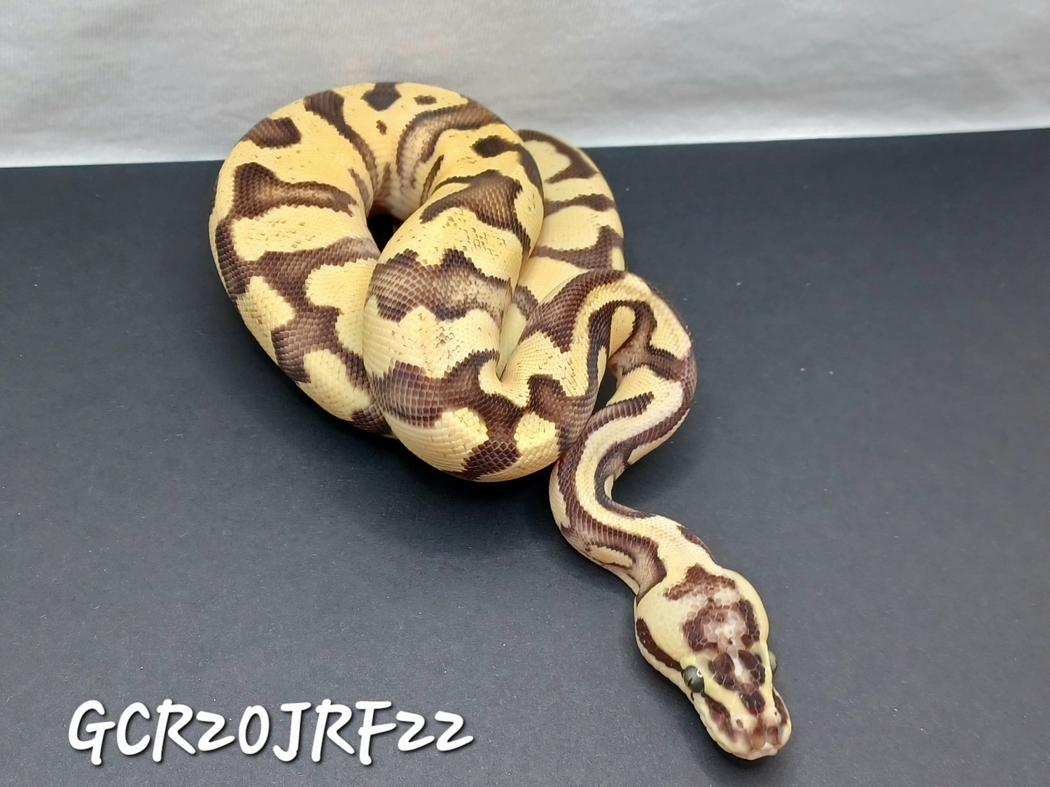 Super Enchi Pastel Yellow Belly Fire Ball Python by Genetic Chef ...