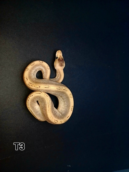Champagne Mojave Cinnamon Shrapnel Pinstripe Ball Python by Genetic ...