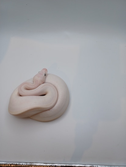Bamboo Lesser Blue Eyed Lucy Male Ball Python by Genetic Chef Reptiles llc
