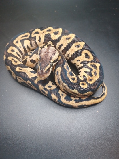 Leopard Spotnose Yellow Belly Het Clown. Ball Python by Genetic Chef ...