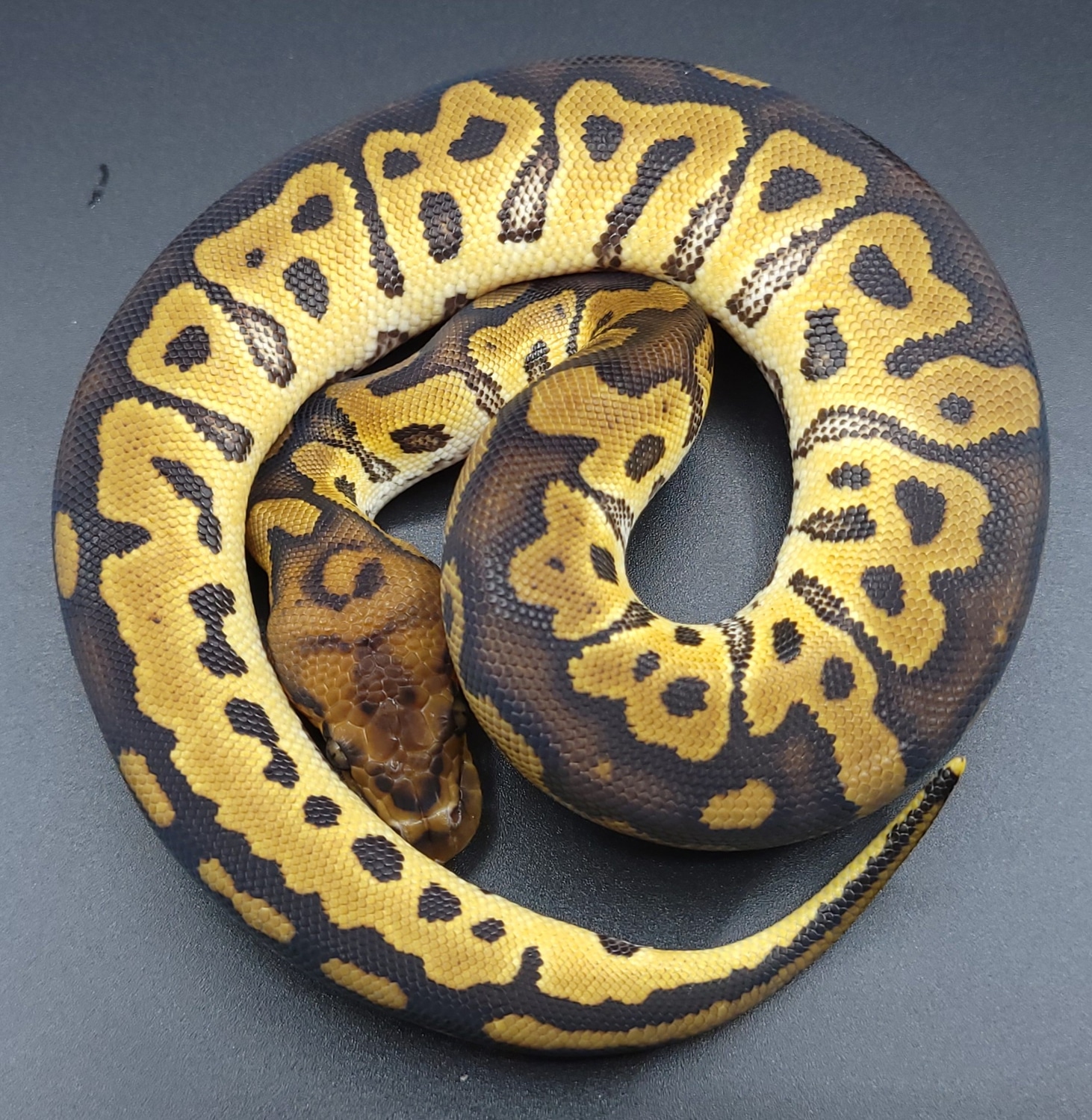 Hurricane Clown Ball Python by Genetic Intuition Canada - MorphMarket