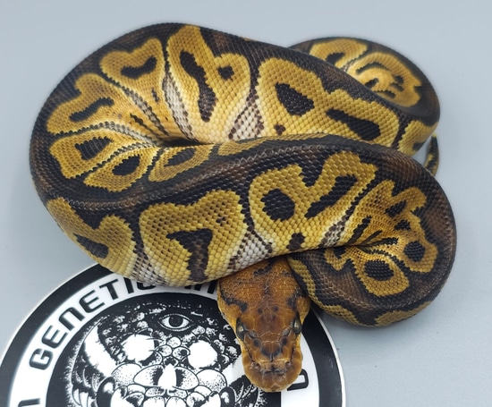 Hurricane Clown Ball Python by Genetic Intuition Canada