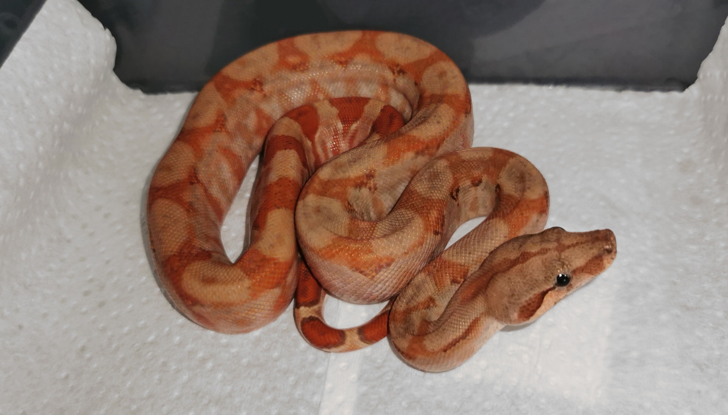 Super Sunglow T+ Burke Boa Constrictor by Genetic Monsters - MorphMarket