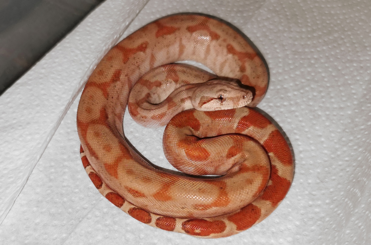 Poss Super Sunglow T+ Burke Boa Constrictor by Genetic Monsters ...