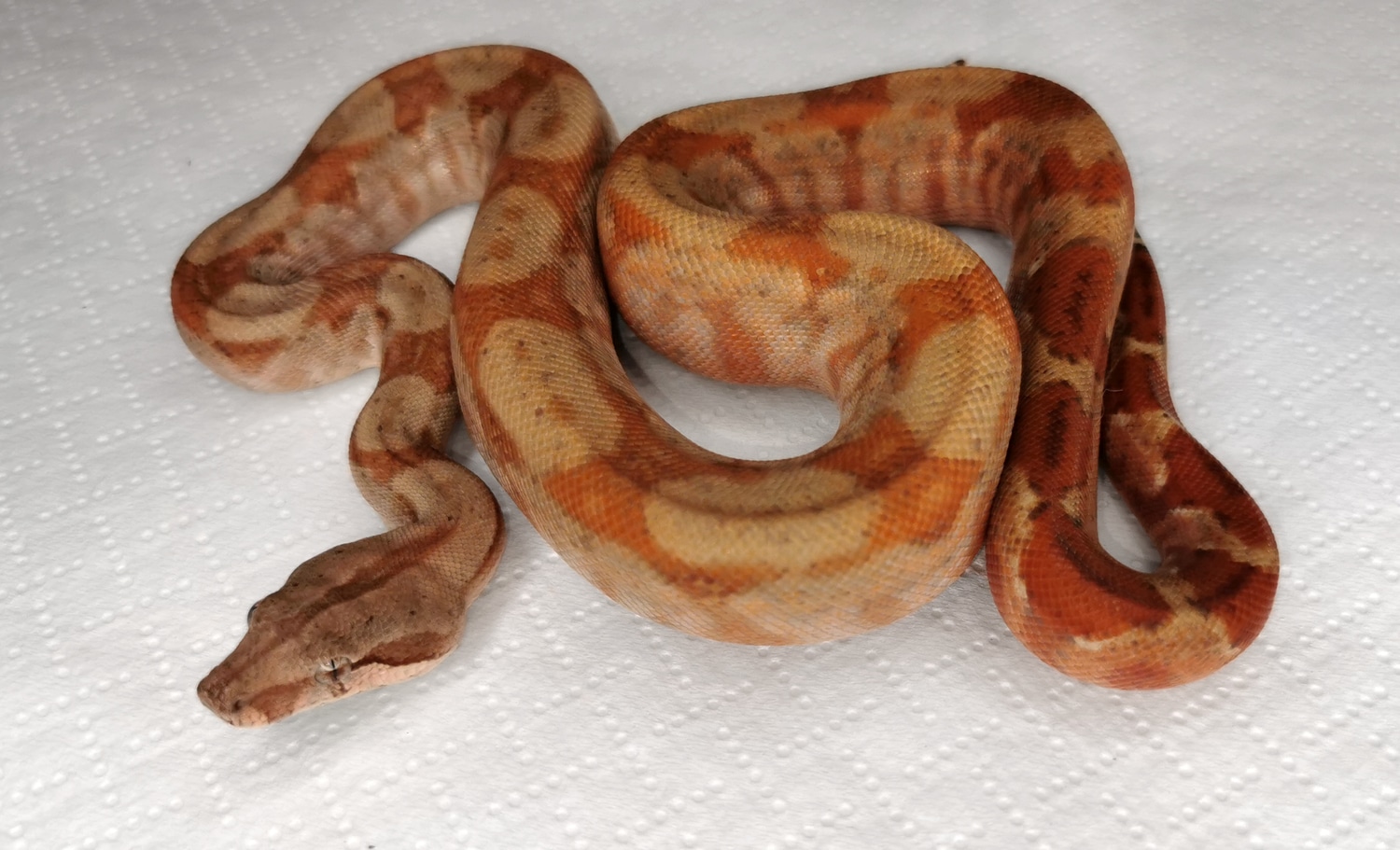 Super Sunglow T+ Burke Boa Constrictor by Genetic Monsters - MorphMarket