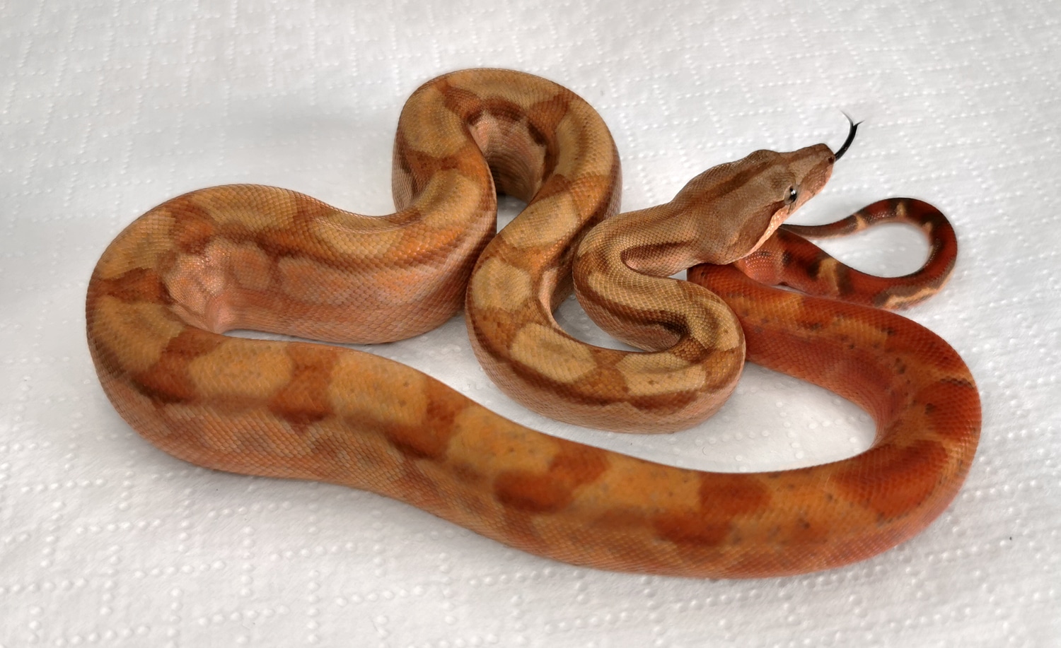 Sunglow Motley T+ Burke Boa Constrictor by Genetic Monsters - MorphMarket