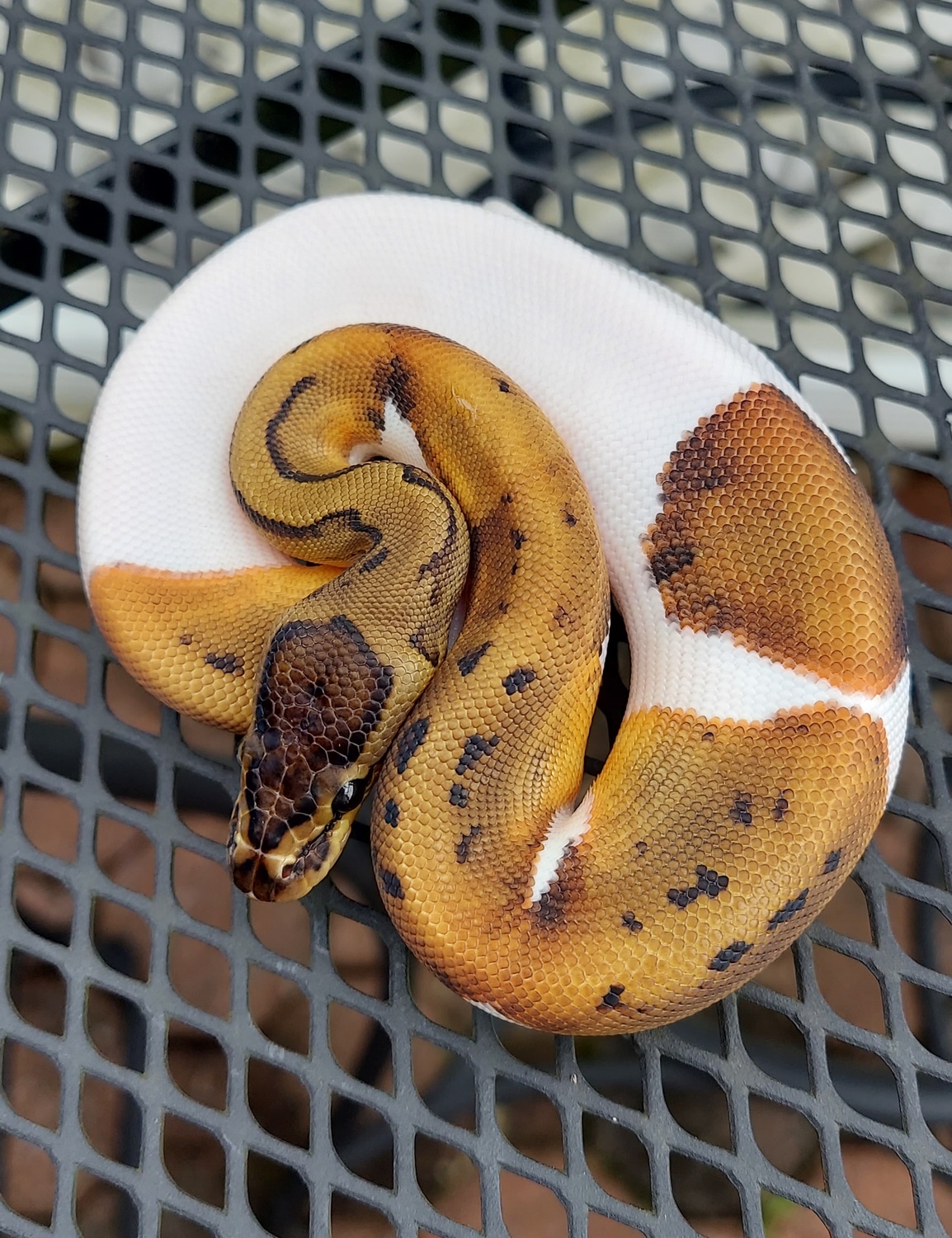 Pinstripe Piebald Ball Python by Genetics Lab Reptiles - MorphMarket