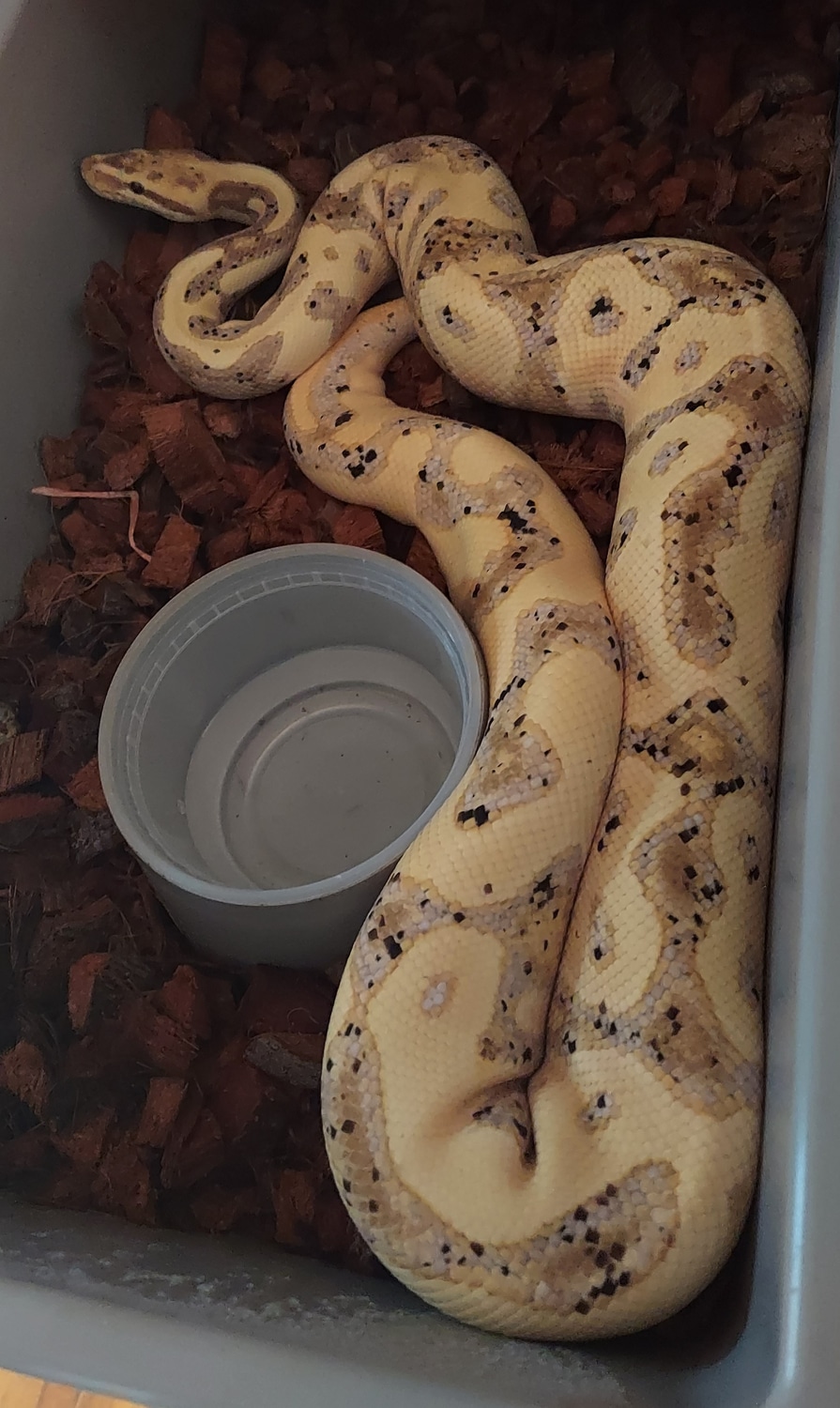 Banana Enchi Leopard 100% Het Clown 50% Het Pied Ball Python by ...