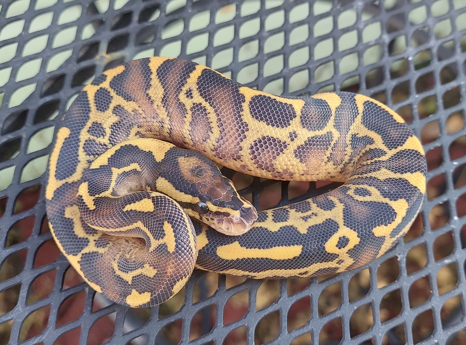 Leopard Freeway Ball Python by Genetics Lab Reptiles - MorphMarket