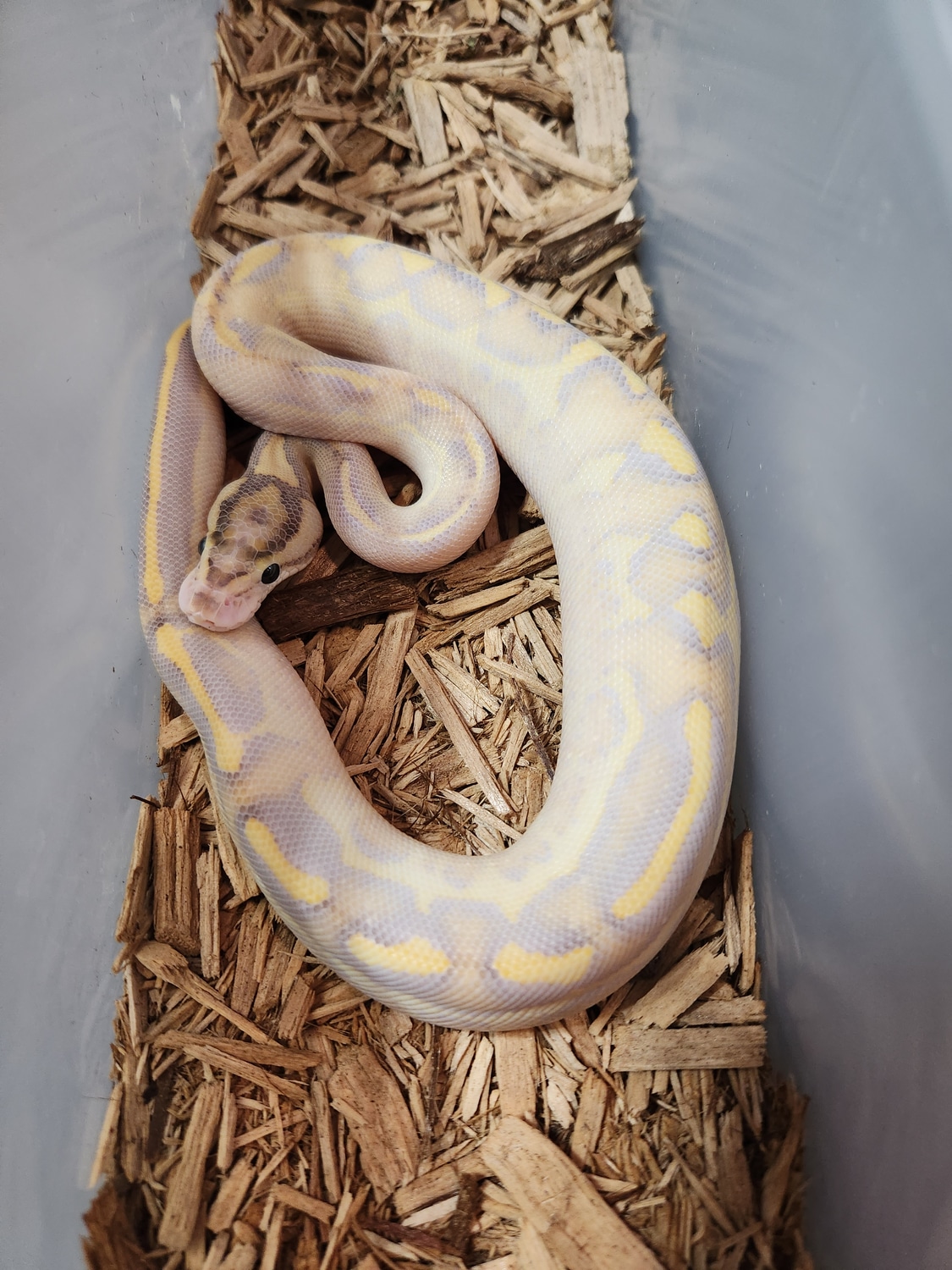 Leopard Ivory Ball Python by Genetics Lab Reptiles - MorphMarket