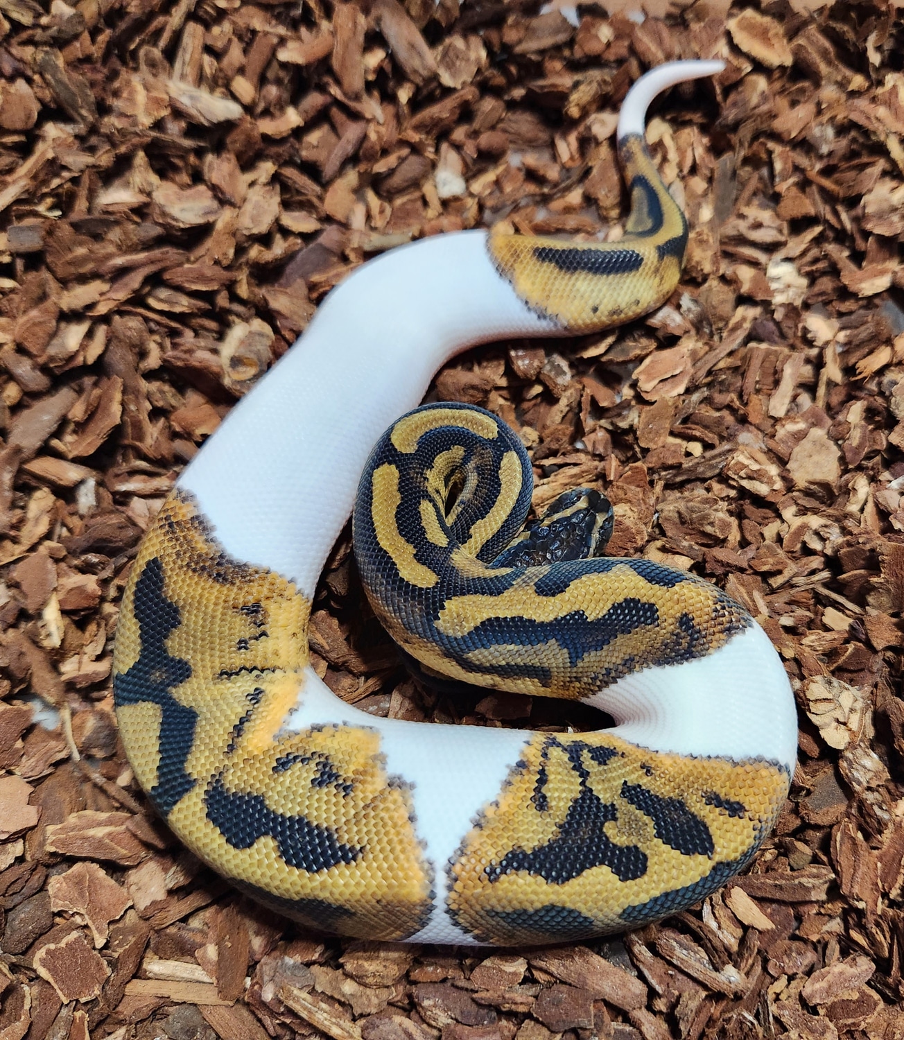 Piebald 50% Het Albino Ball Python by Genetics Lab Reptiles - MorphMarket