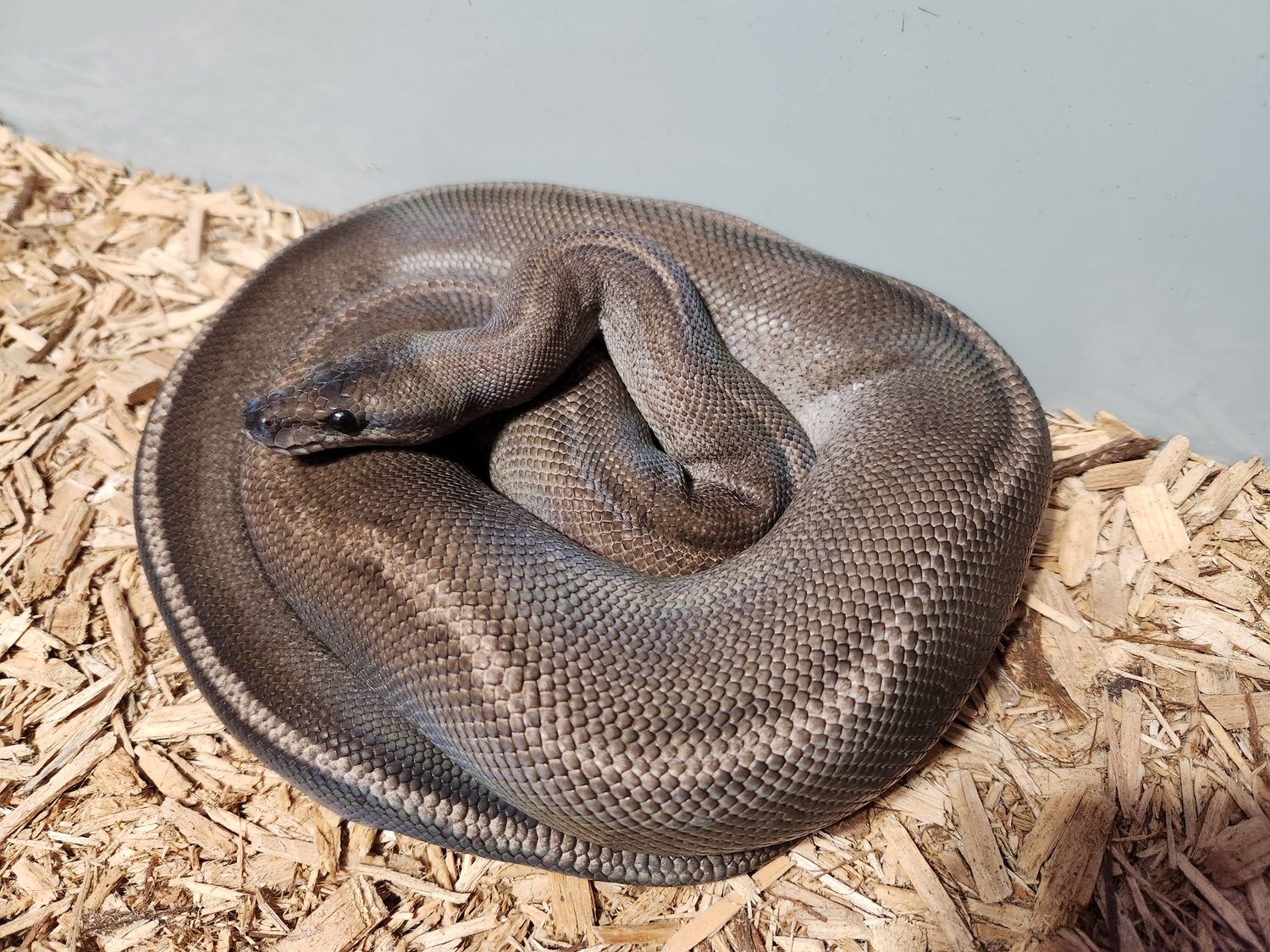 Mojave Granite Suma Ball Python by Genetics Lab Reptiles - MorphMarket