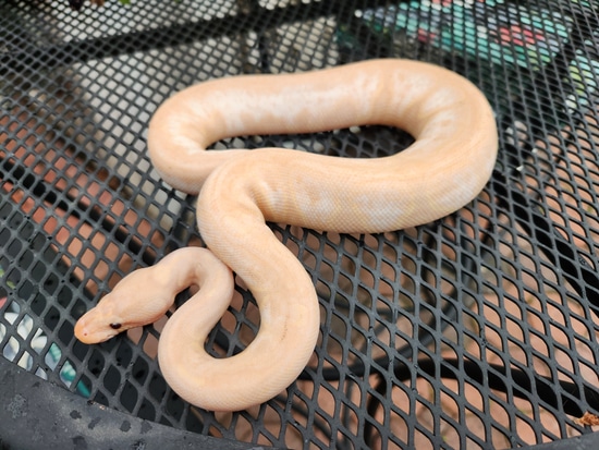 Super Banana Cinnamon Ball Python by Genetics Lab Reptiles
