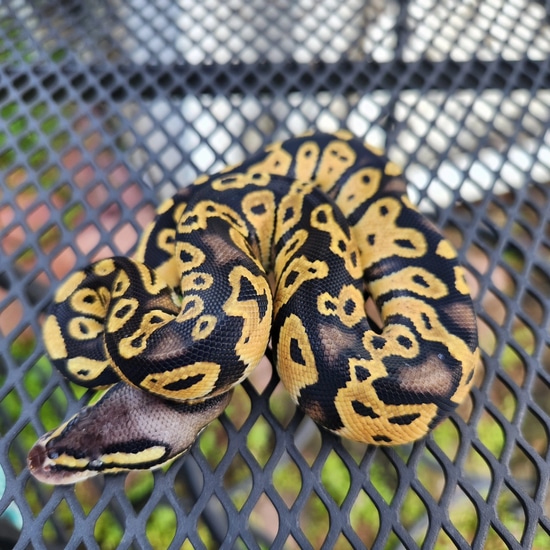 Pastel Acid Het Clown Ball Python by Genetics Lab Reptiles
