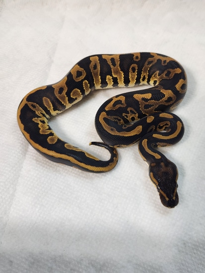 Black Head Acid Het Clown Ball Python by Genetics Lab Reptiles
