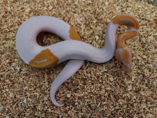 Candino Piebald Ball Python by Genetics Lab Reptiles
