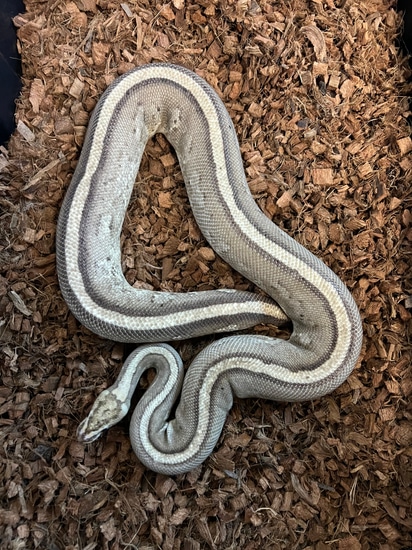 Super Stripe Ball Python by Genetic Vault Reptiles