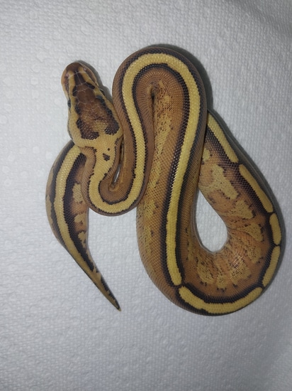 Super Stripe Ball Python by Scaley Wags Geneva's collection